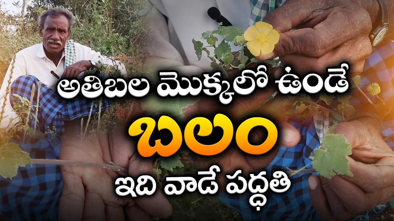 Atibala Chettu Upayogalu | athibala plants benefits | అతిబల చెట్టు ...