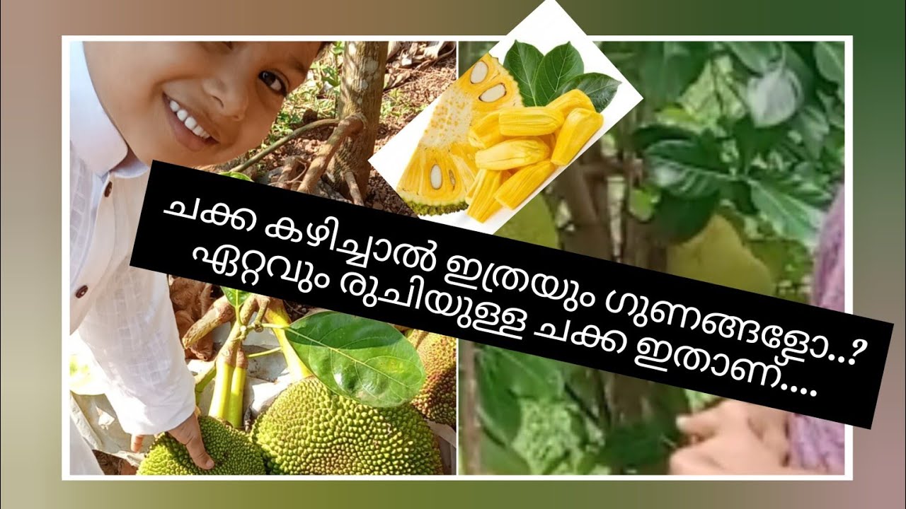 #ഏറ്റവും രുചിയുള്ള ചക്ക #j33 jack, vietnam jack... ##plants 9633652207 ...