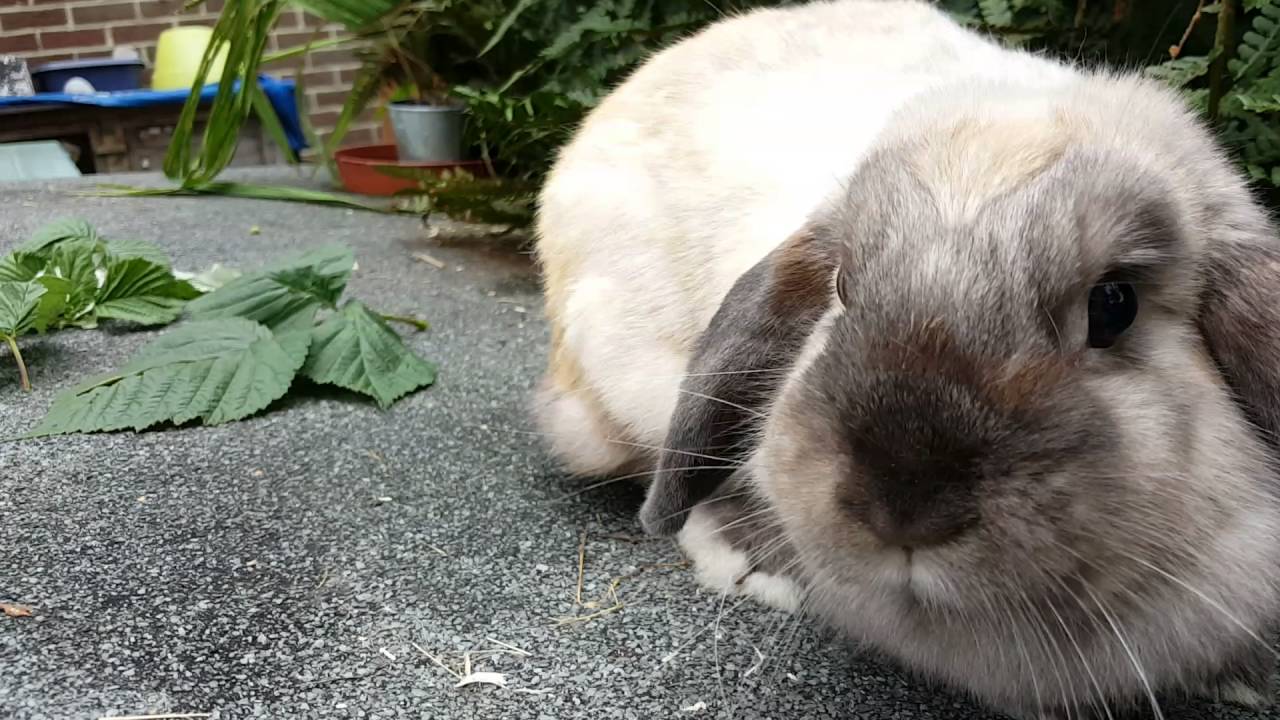 Rescue Rabbits at The Briar Patch in Petersfield. - YouTube