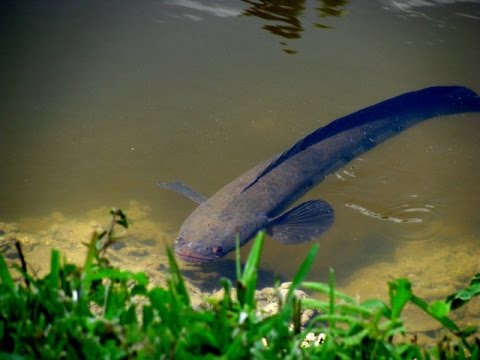 Florida Snakehead Fishing with Jiganomics - YouTube