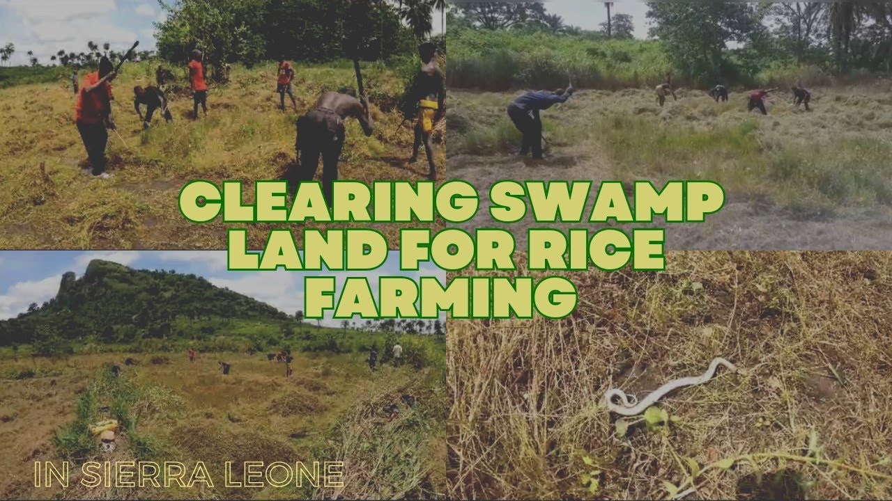 Clearing land locally for rice farming. Sierra Leone Local Farms. - YouTube