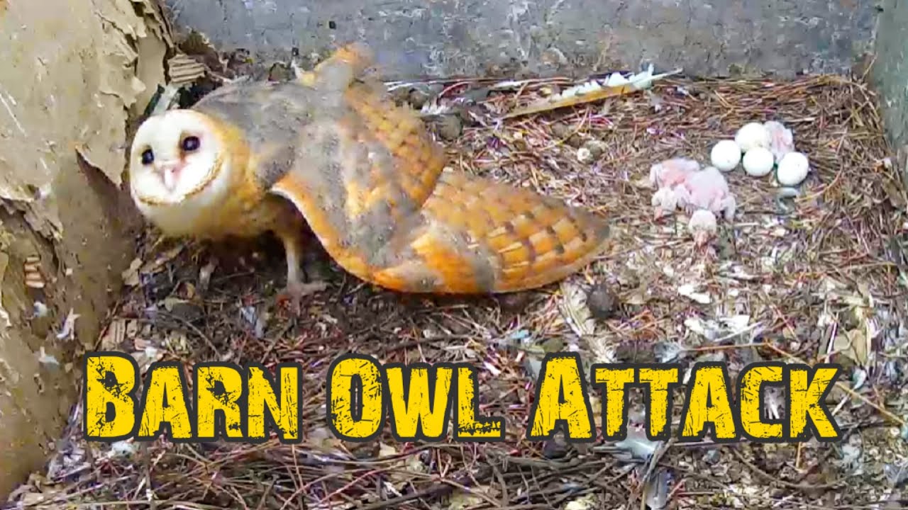 Barn Owl Attacking Pigeon 060 | @Acron Prime - Birds & Animals Channel ...