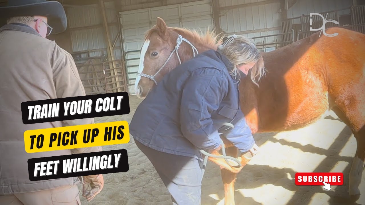Picking Up A Colt's Feet | Foundation Training For Easy Feet Handling ...