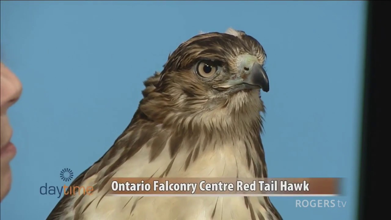 A Red Tail Hawk from Ontario Falconry Centre on #ROGERStv - YouTube