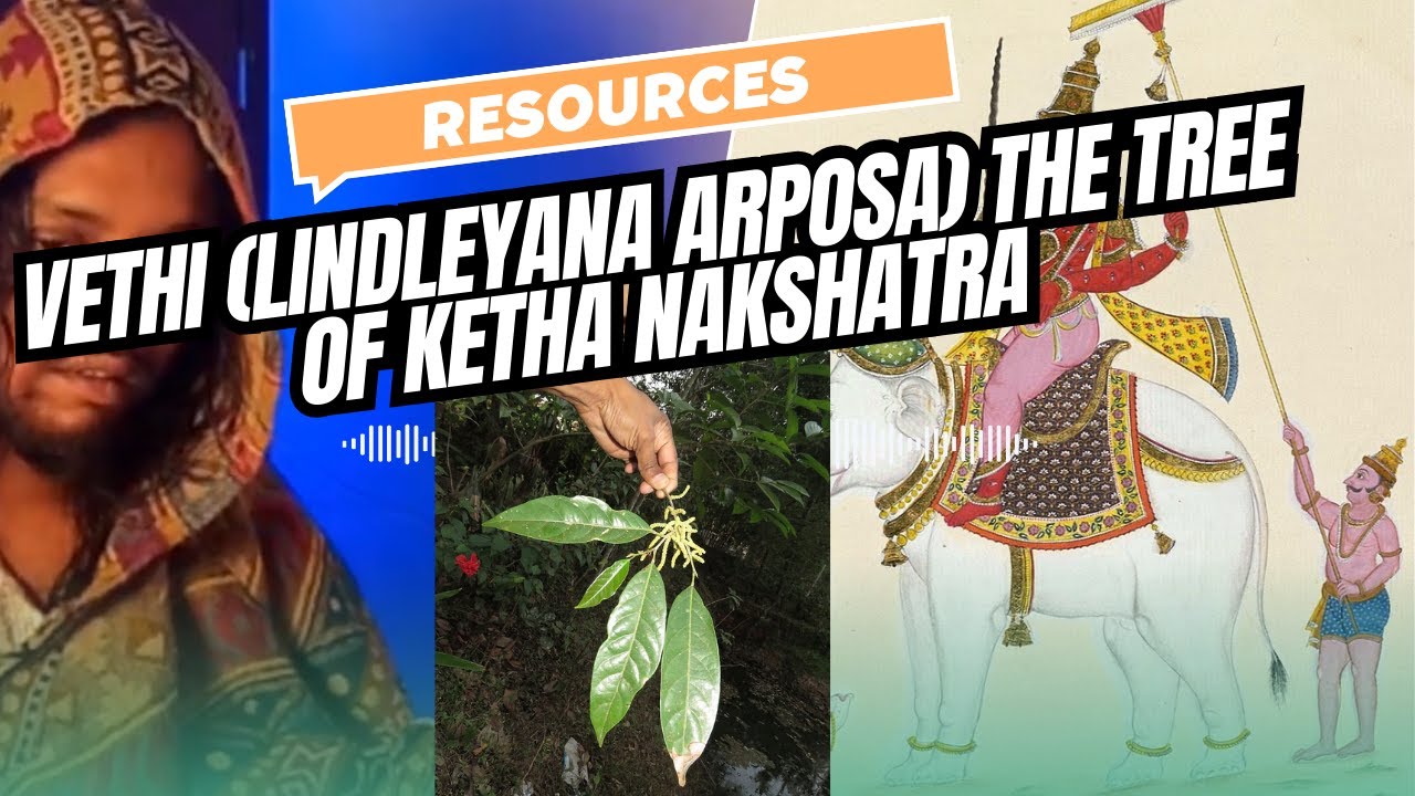 Vethi(Lindeliyana Arposa) The tree of ketha nakshatra - YouTube