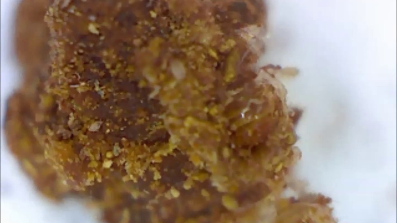 mites in nest of a solitary bee - YouTube