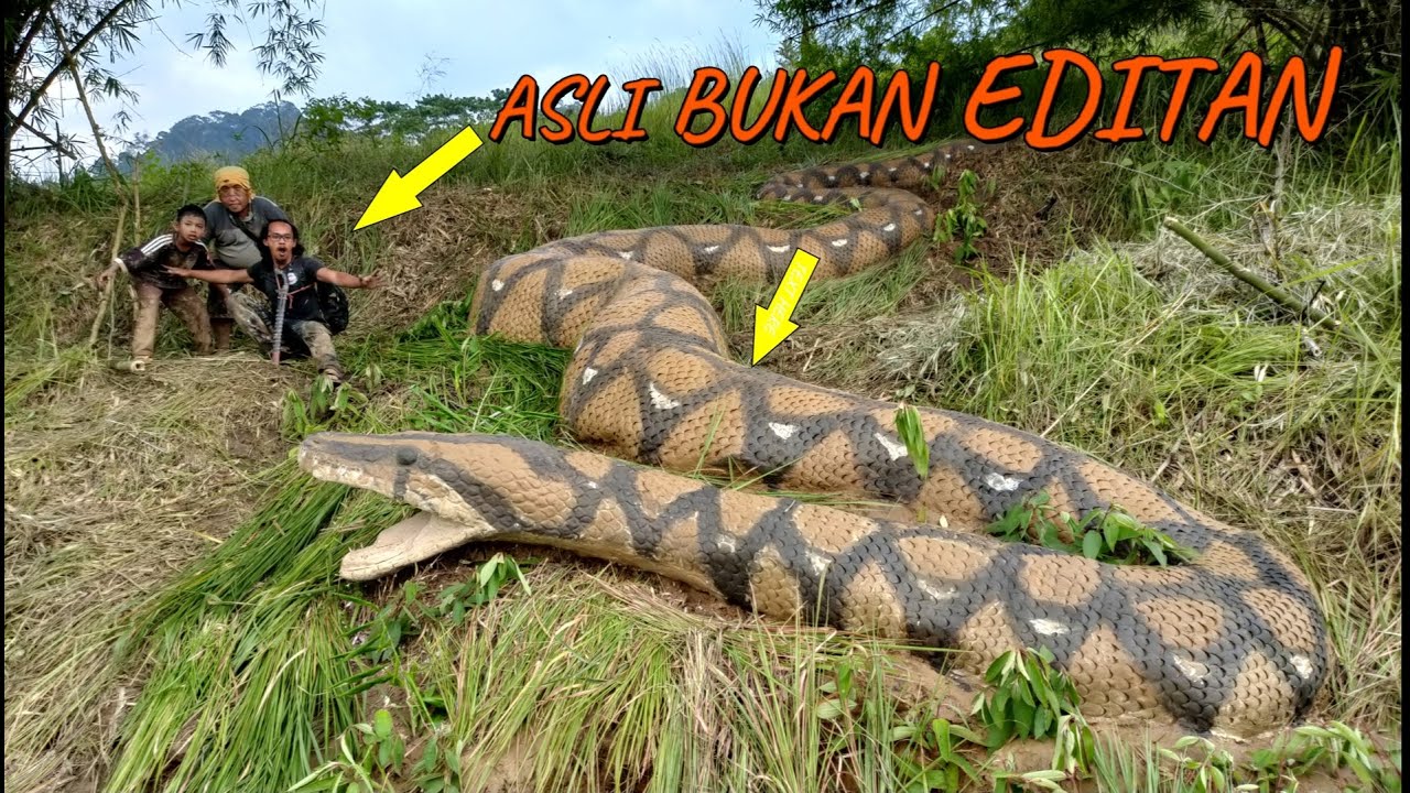 PENEMUAN ULAR TERBESAR DI DUNIA - YouTube