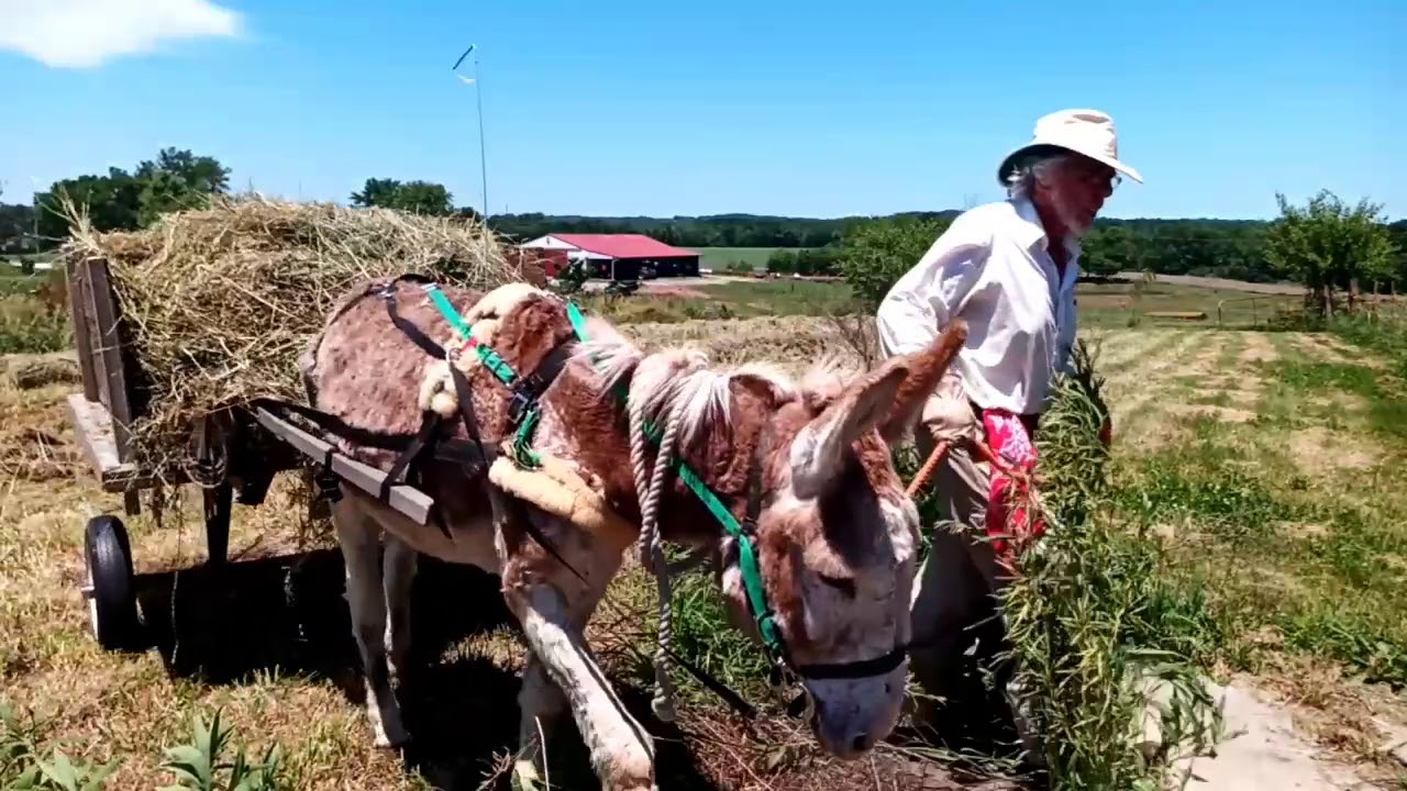 Hauling loose hay on a donkey cart with Abe - YouTube