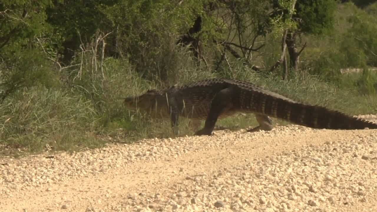 Richard Moore Outdoor Report: Road Gators - YouTube