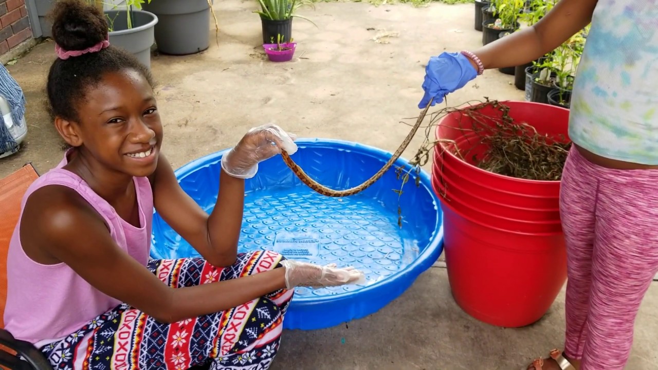 How to clean a Snake - YouTube