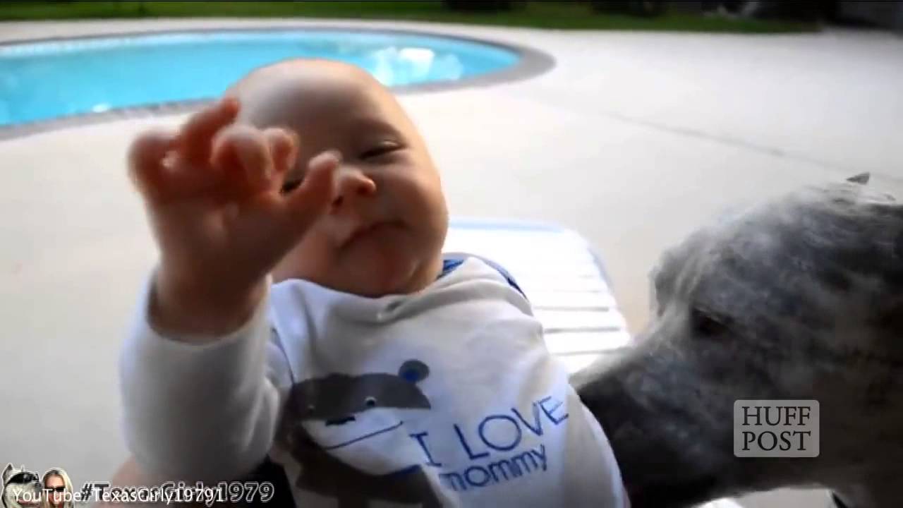 More proof that pit bulls are just as lovable as any other dogs. - YouTube