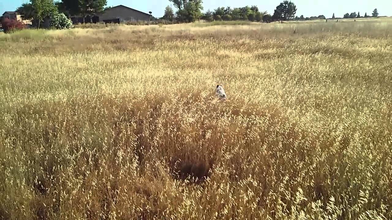 Rasper Hop Hunting - YouTube