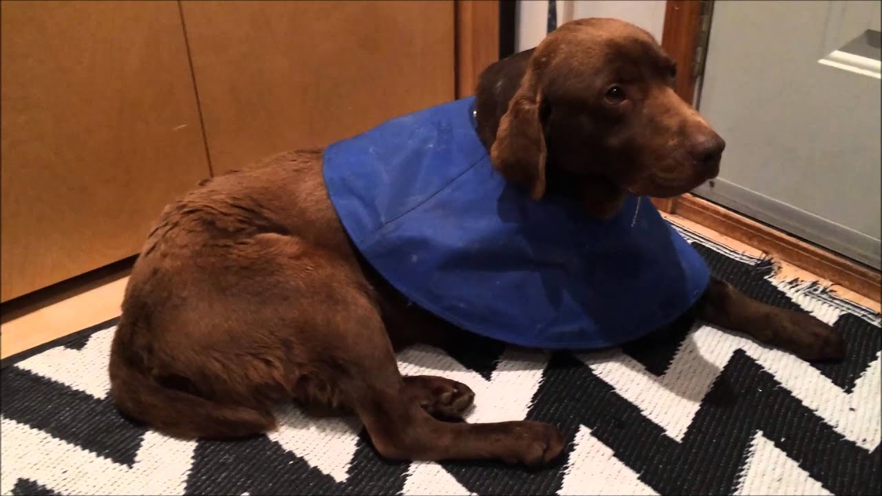 Lucky Labrador leg amputation - YouTube