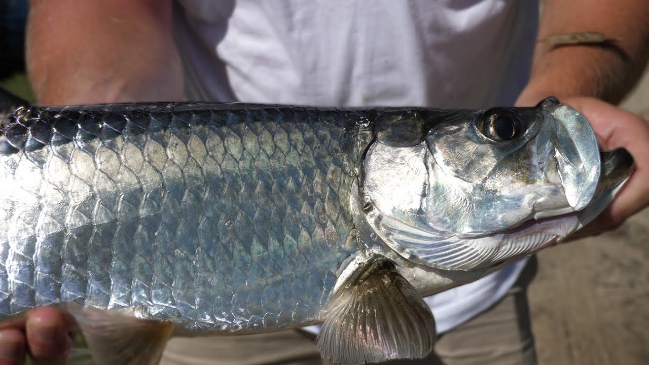 SURPRISE CATCH At This Popular Park - Kayak Fishing Princess Place ...