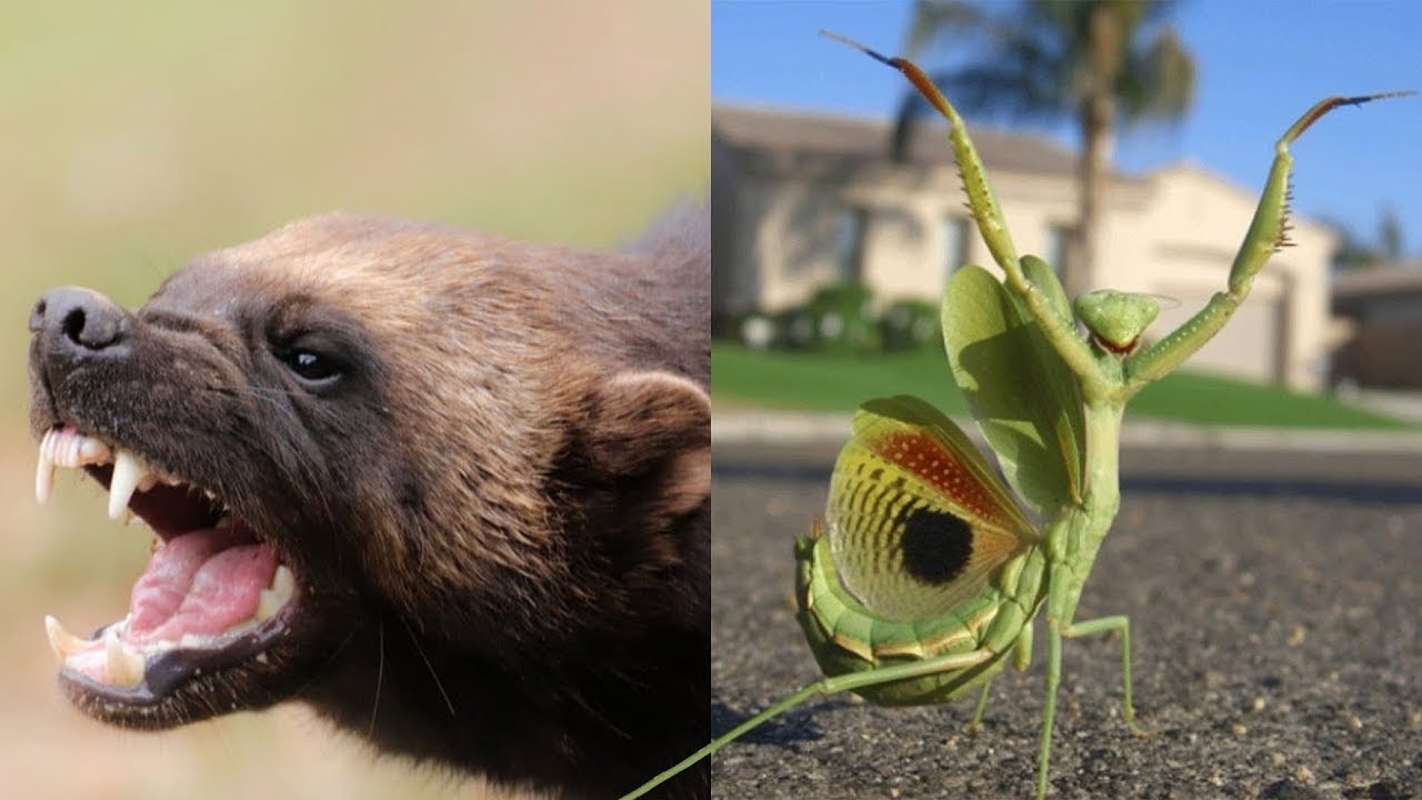"These animals are not afraid of anything ,The Predators that Can ...
