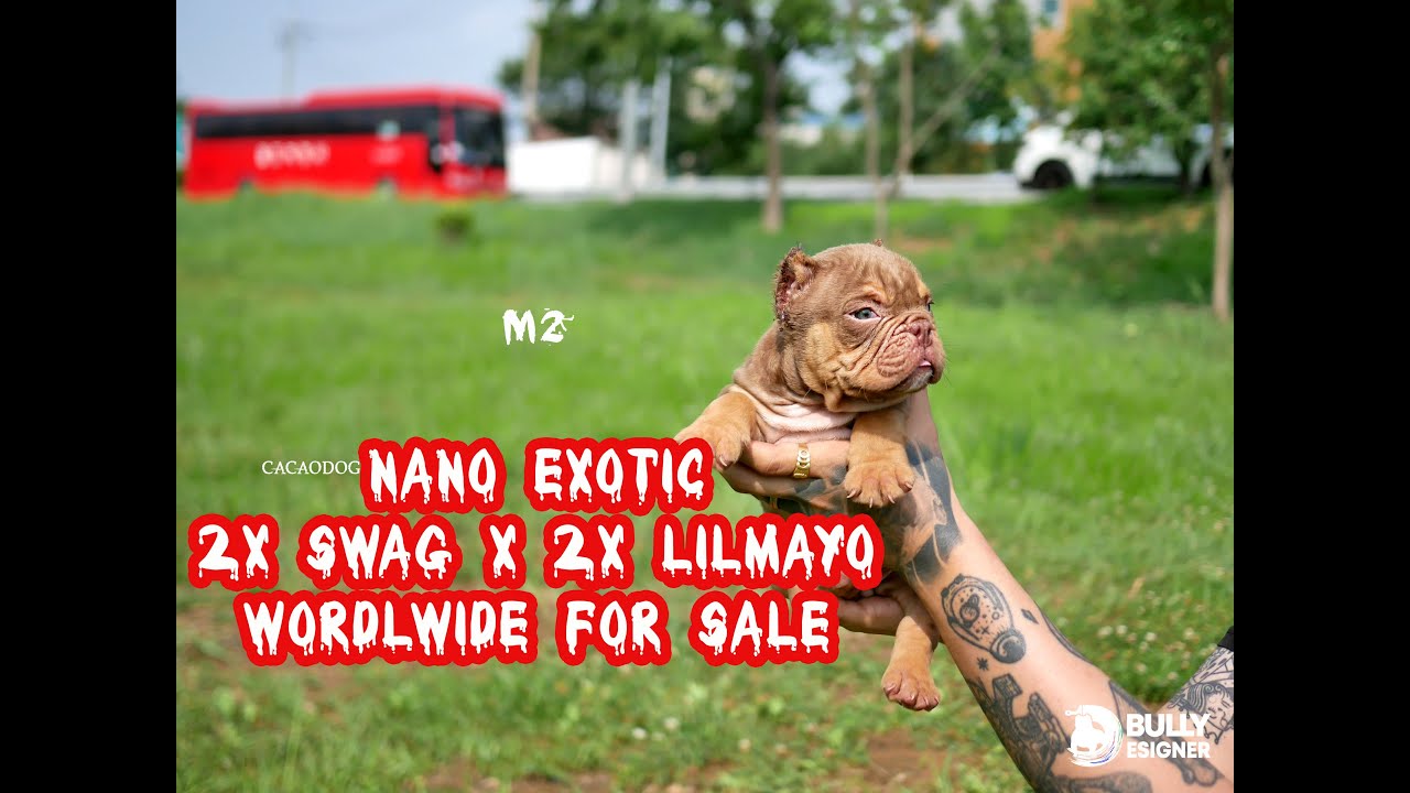 NANO EXOTIC BULLY MALE PUP!! SWAG X 2X LILMAYO - YouTube