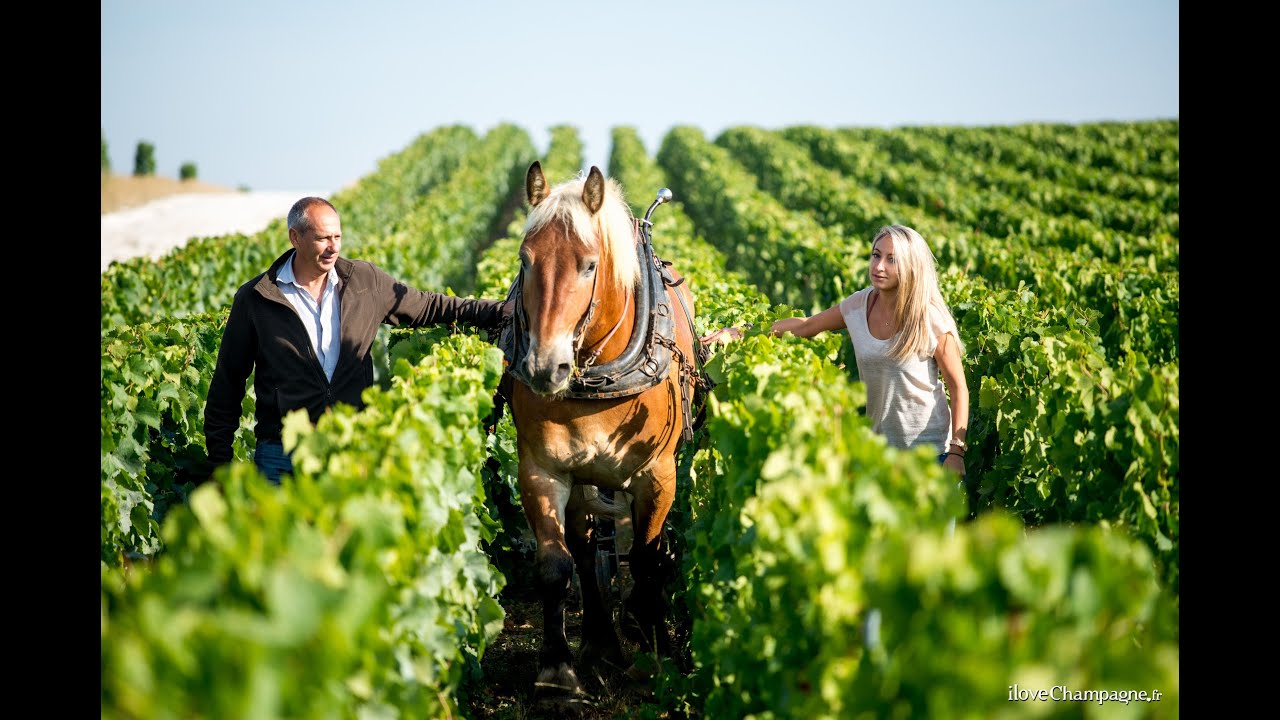 Wine Berserkers Zoom Session with Mathilde Margaine of A. Margaine ...