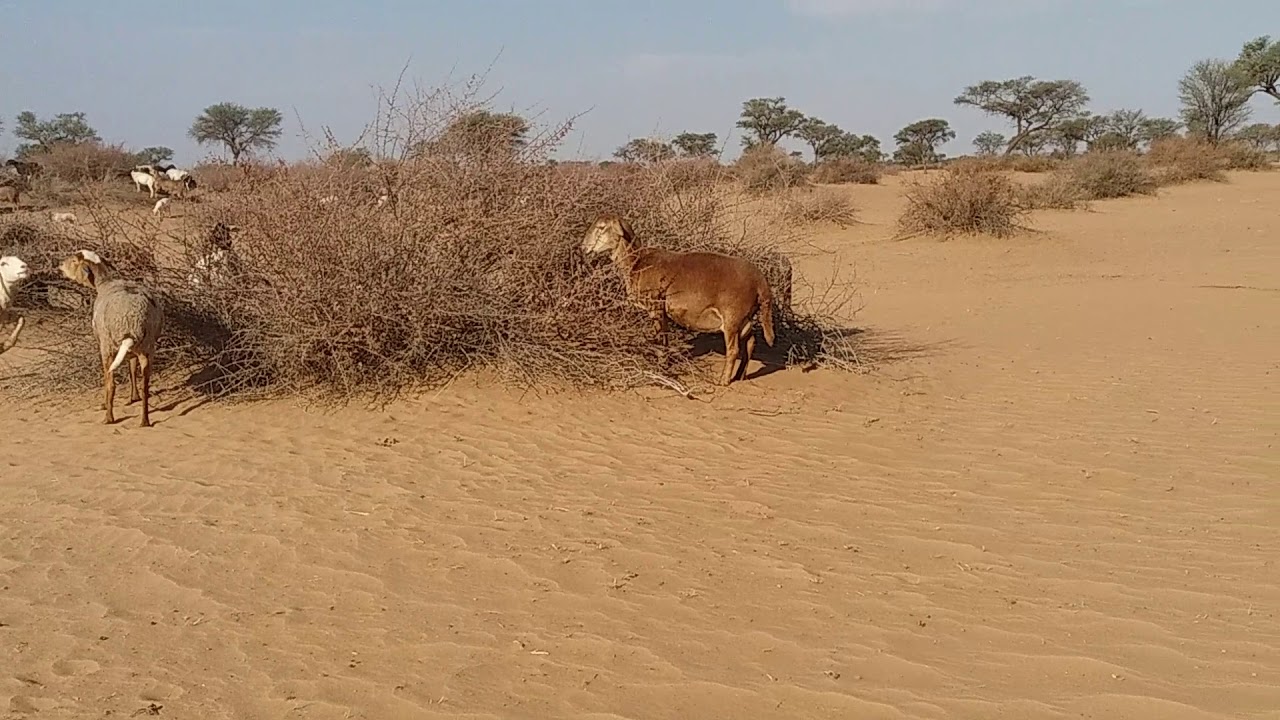 Meatmasters. Best sheep breed in the world - YouTube