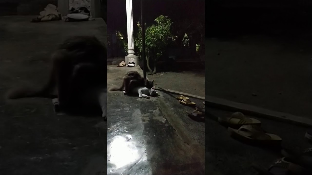 yang lagi viral... pemerkosaan - YouTube