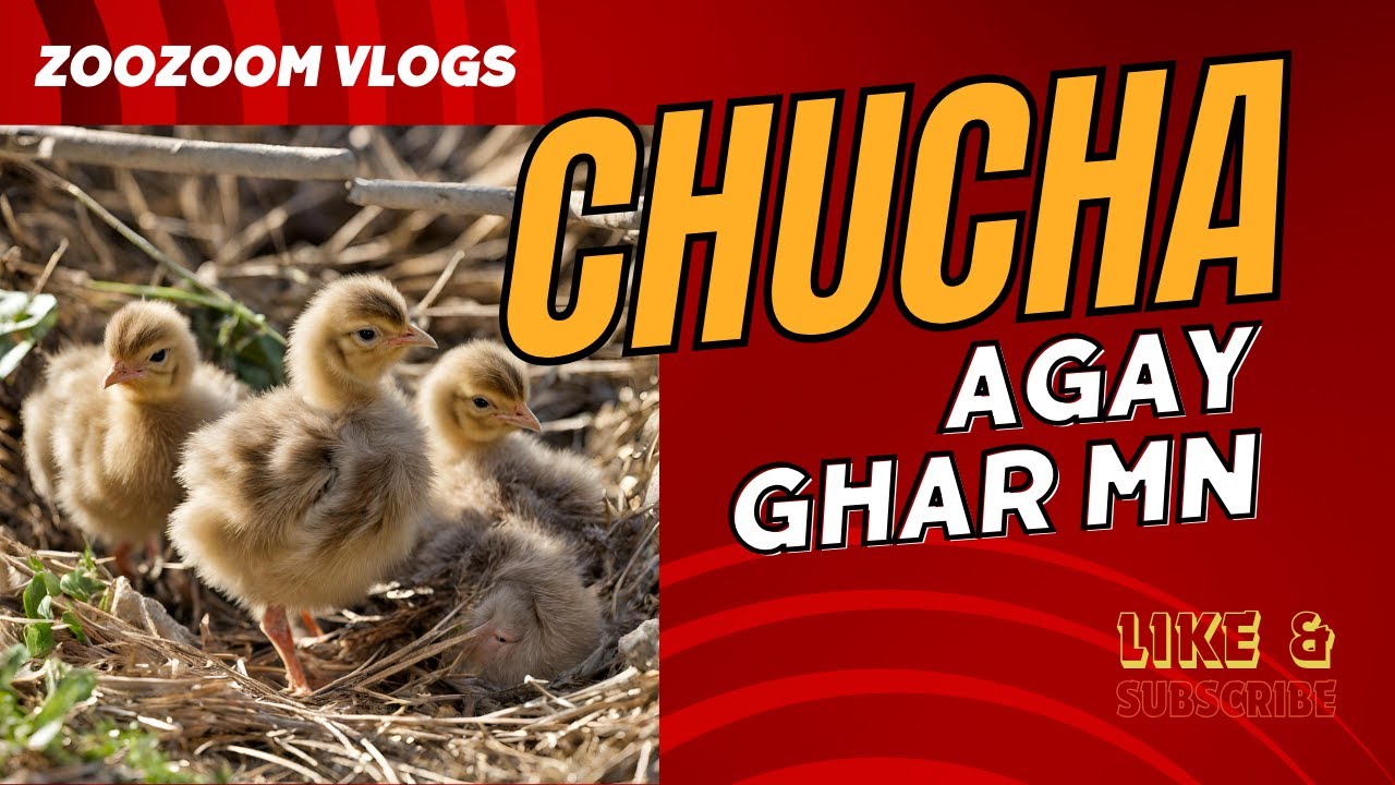 MY 1st VLOG | CHUCHAA AGAY GHR MEIN | - YouTube