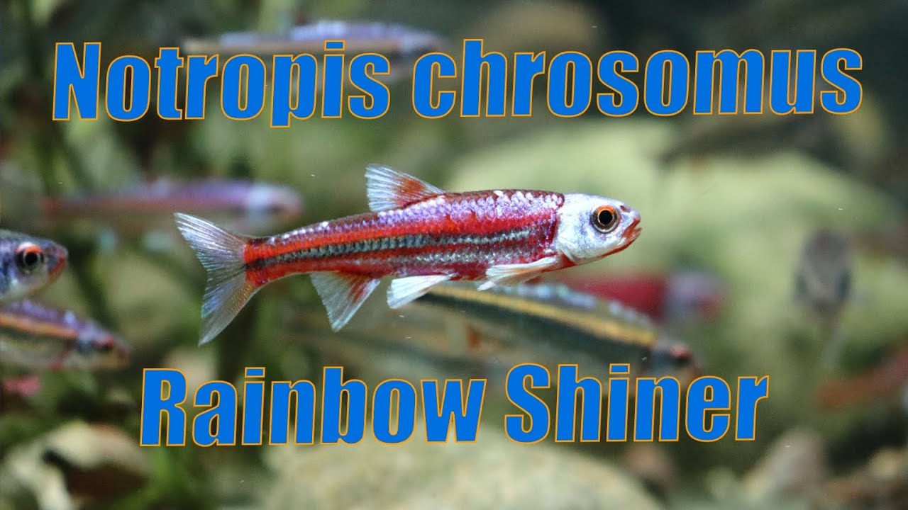 Notropis chrosomus - Rainbow shiner - YouTube
