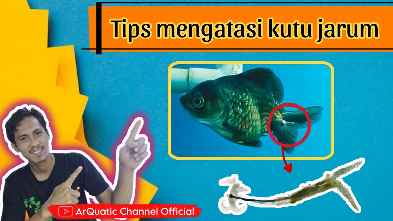 Begini Caranya mengatasi kutu jarum pada ikan mas koki.. - YouTube