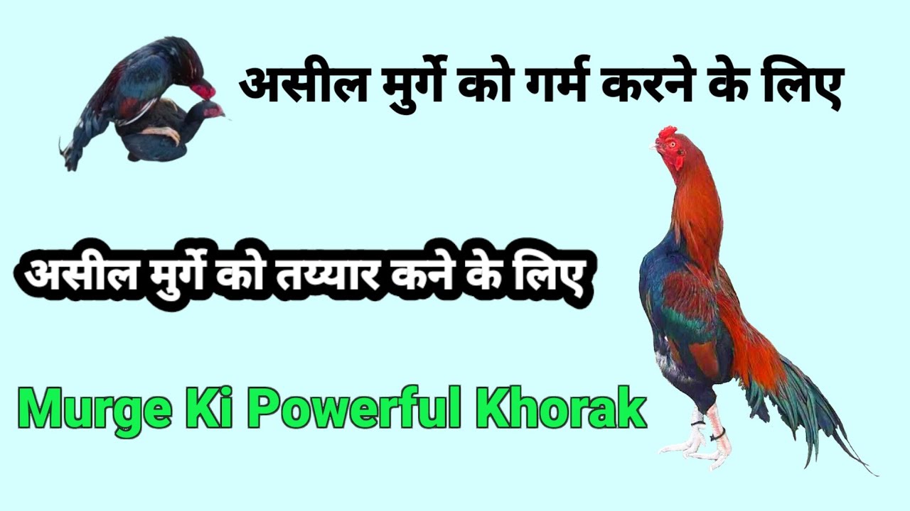 Aseel Murga Ki Powerful Khurak | murge ko taiyar karne ka tarika ...