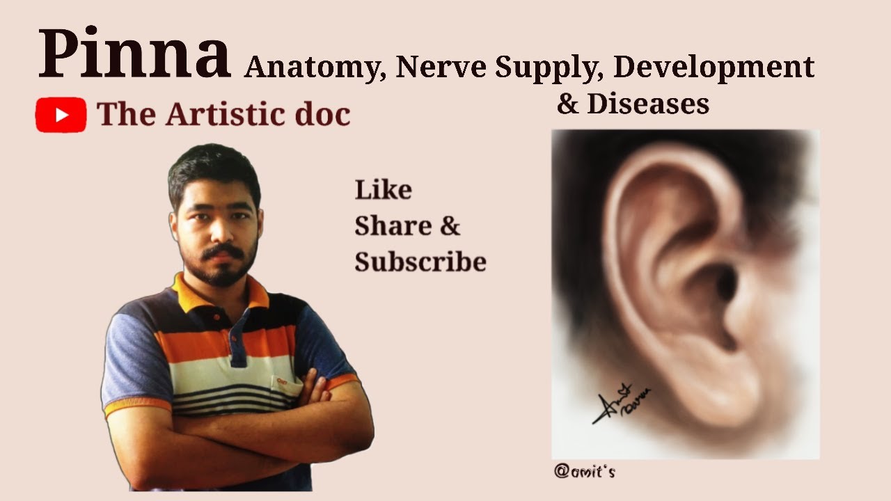 Pinna | Anatomy, Nerve Supply, Development & Diseases | Digital Drawing ...