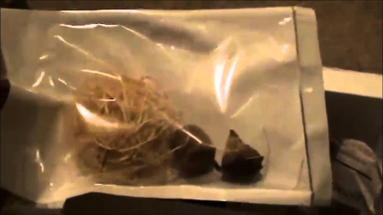 Unboxing Beneficial Insects For The Garden Ladybugs Praying Mantis And Nematodes Youtube