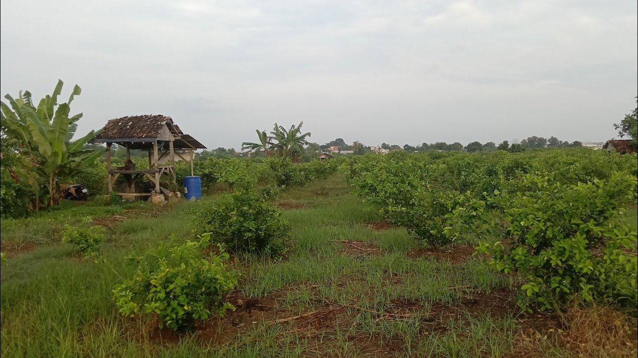800 pohon perkebunan jeruk nipis - YouTube
