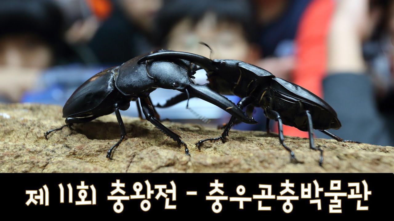 사슴벌레 장수풍뎅이 충왕전곤충싸움대회 제11회 충우곤충박물관 인섹트페어 왕사슴벌레넓적사슴벌레등 Youtube
