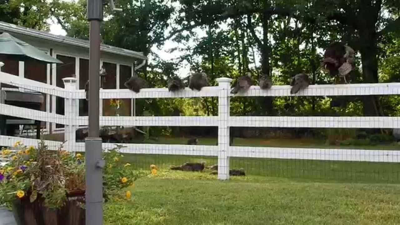 Turkeys roosting on pool fence - YouTube