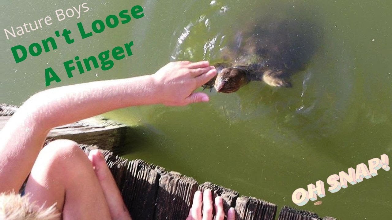 Softshell Snapping Turtle - YouTube