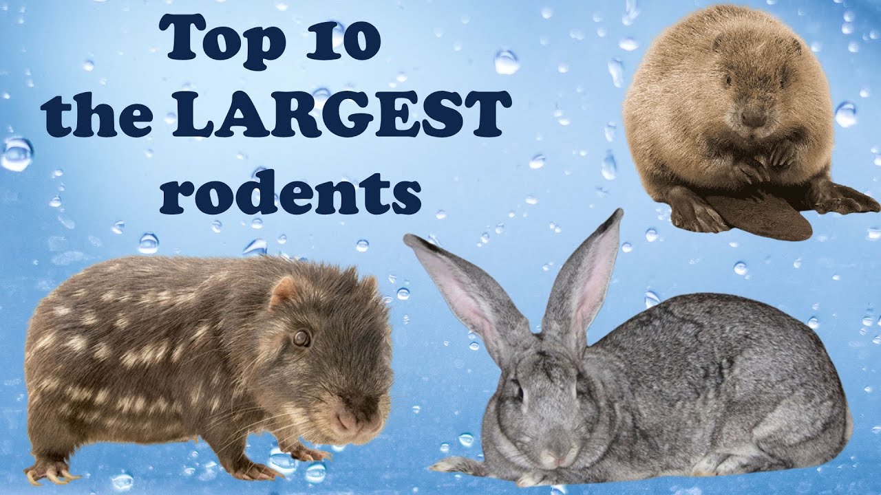 Top 10 the largest rodents - YouTube