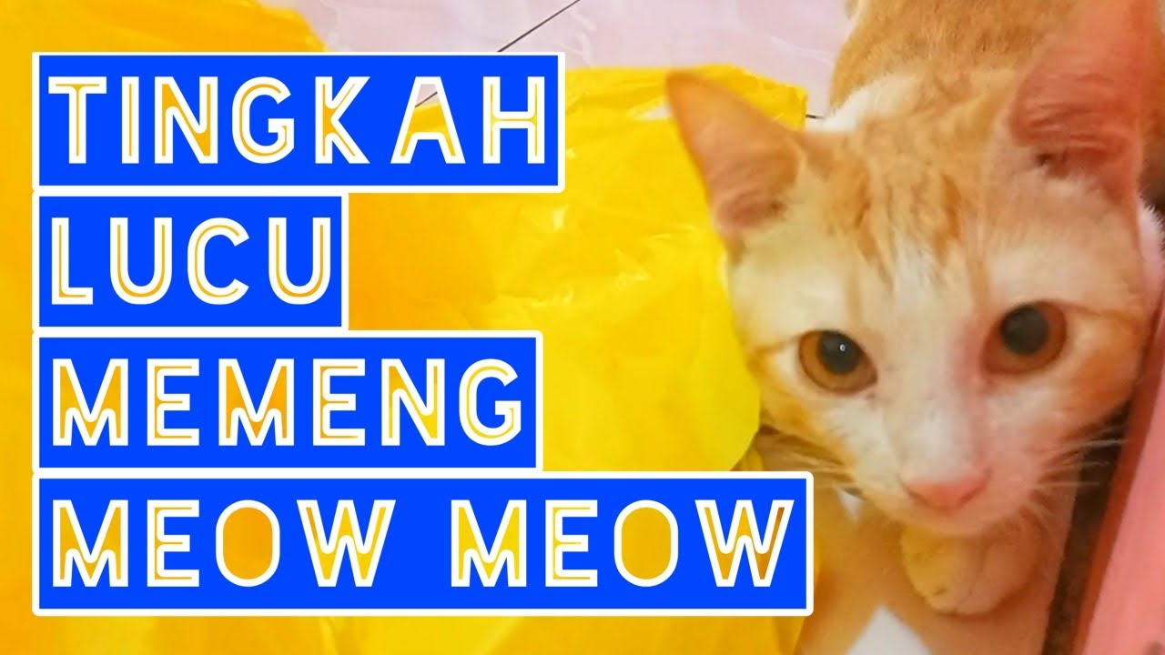Memeng Meow Meow Kucing Comel Asik Bermain - YouTube