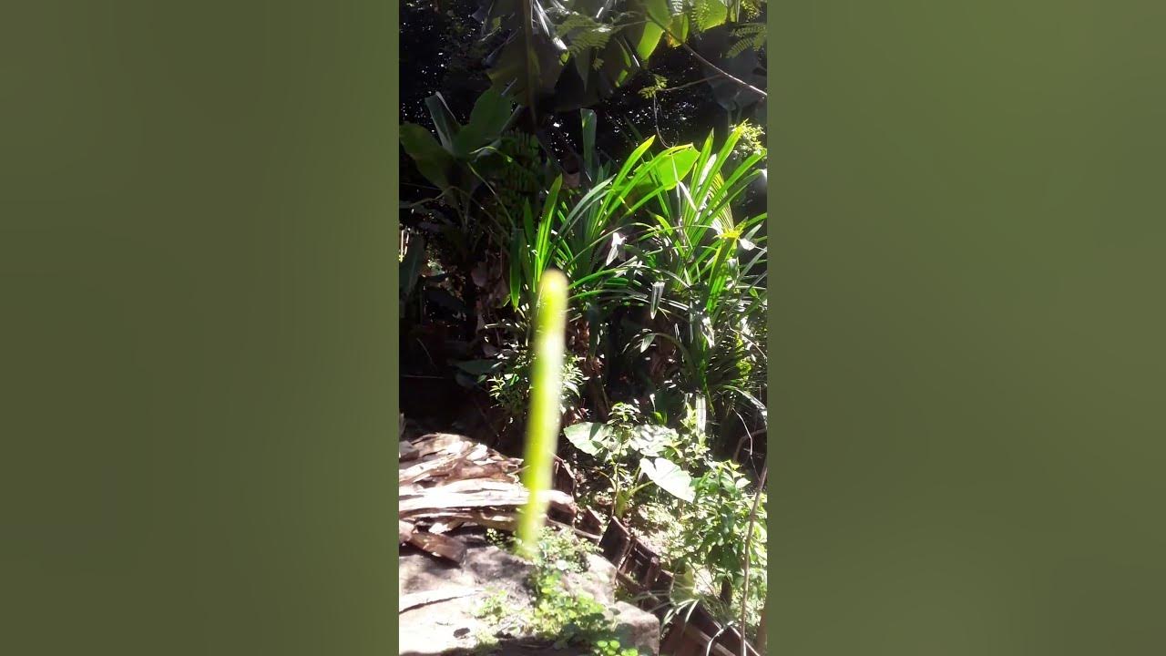 Shorts Flying Worm Flying Worm On The Tree Little Green Worms Hanging From Trees Youtube