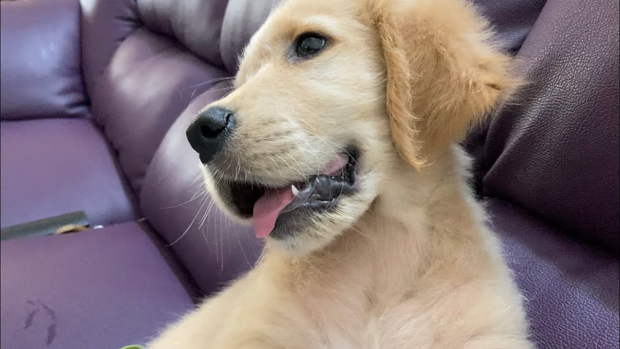 Little golden retriever puppy reacts to SHROOV sound😂 | Disney The ...