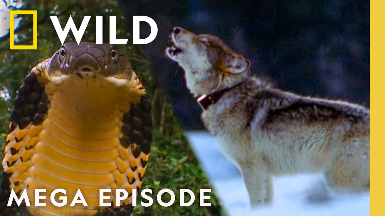 Discovering Deadly Killers | World's Deadliest MEGA Episode | Nat Geo Animals - YouTube