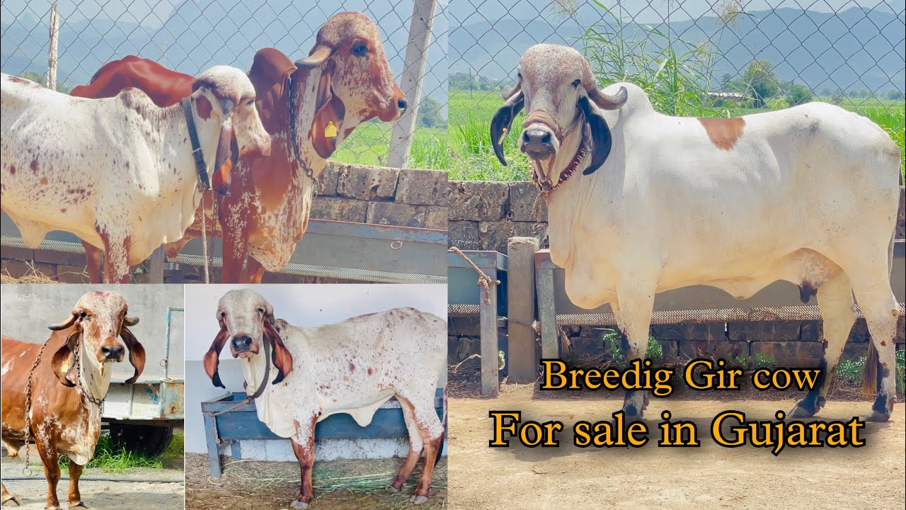 #gircow Breedig Gir cow for sale in Gujarat - YouTube