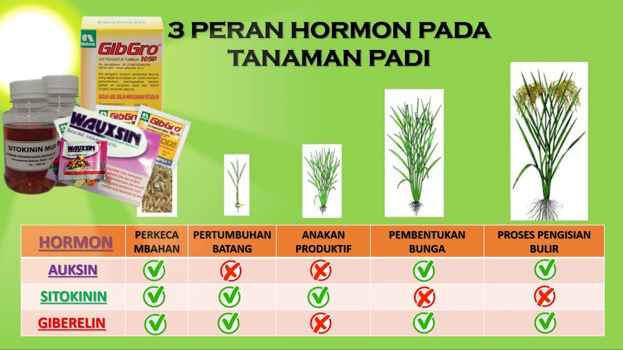 Zat Pengatur Tumbuh(ZPT) Yang Berperan Pada Tanaman - YouTube