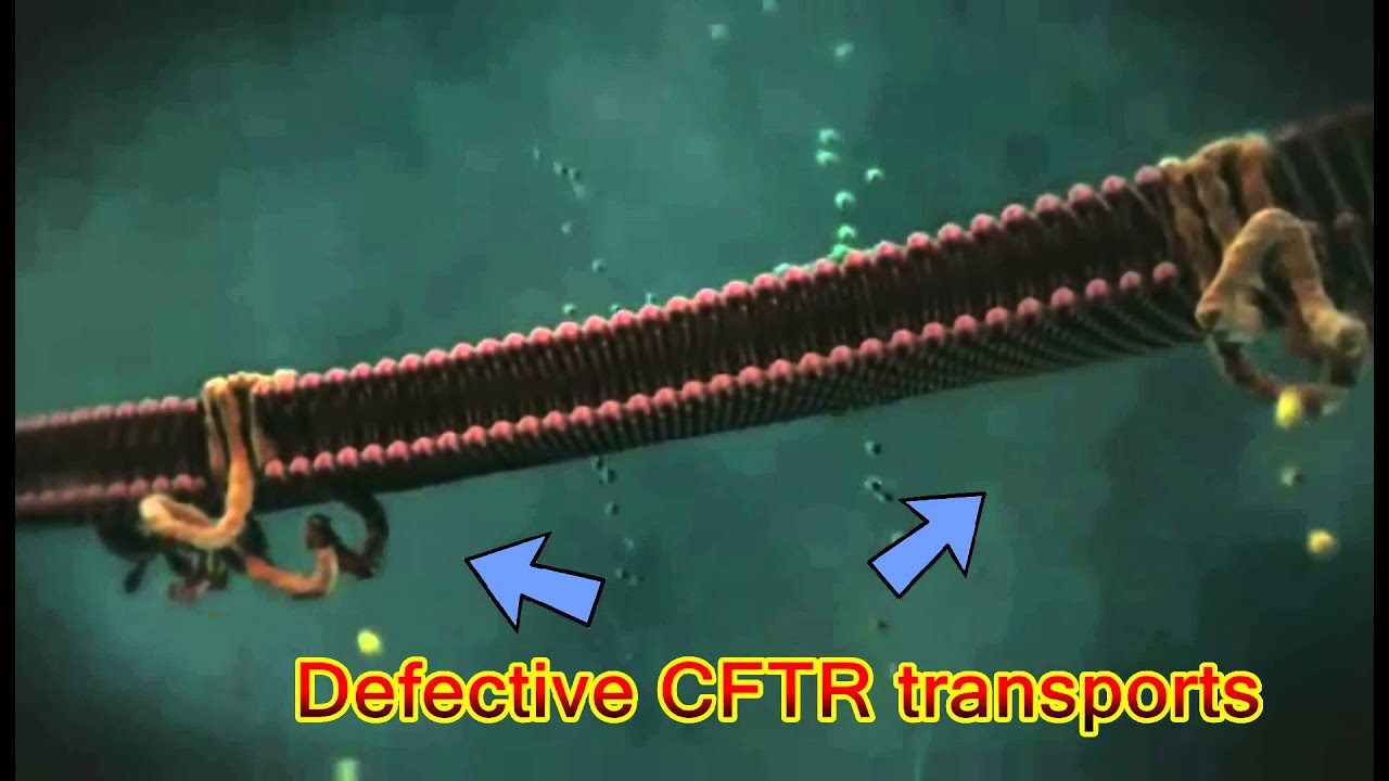 Cftr Channel Animation