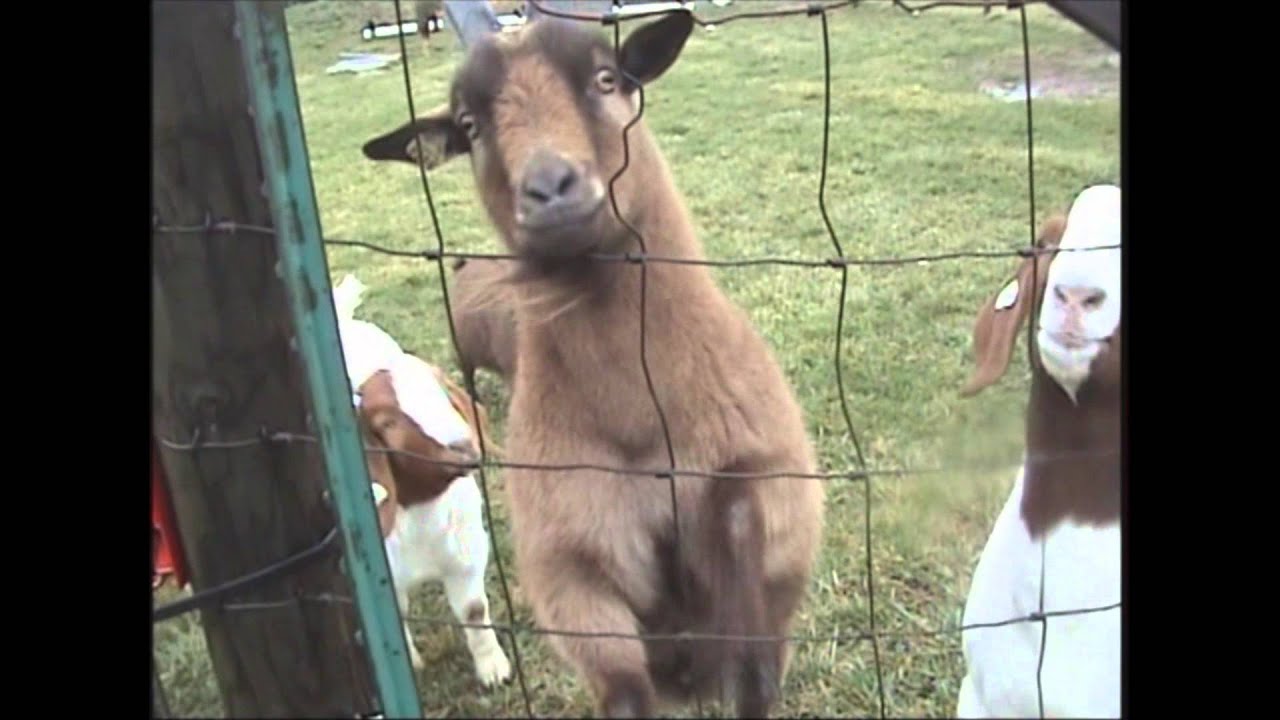 Goat revolution - YouTube