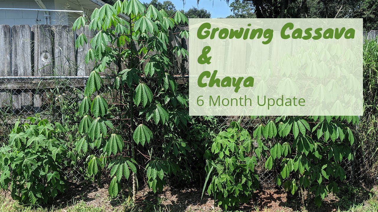 Growing Cassava And Chaya in Florida ( 6 month update ) - YouTube