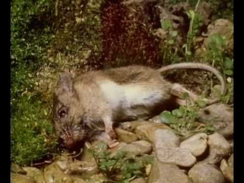 MOUSE EATEN by worms or whatever... - timelapse - YouTube
