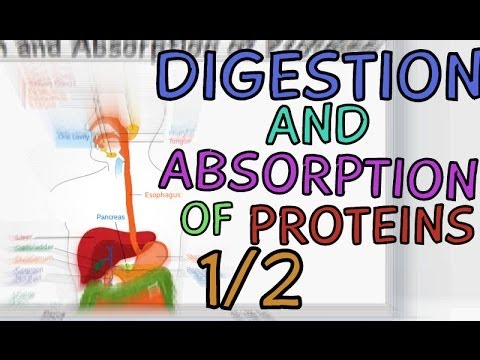 Digestion and Absorption of Proteins - Part 1/2 - YouTube