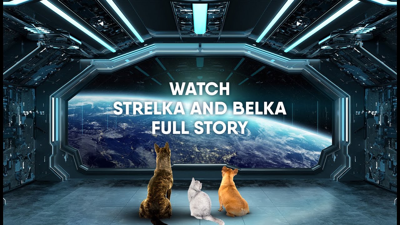 Strelka and Belka, the two dogs who changed the face of space history ...