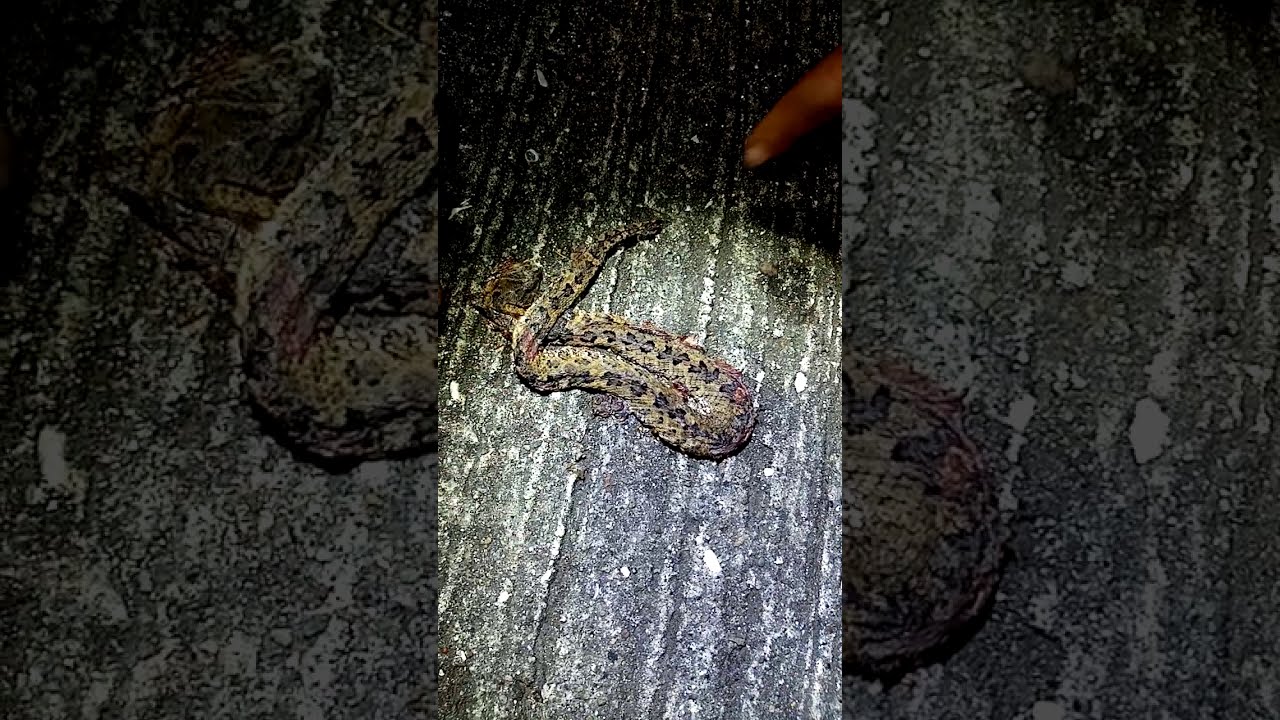IDENTIFICACIÓN DE UNA SERPIENTE ATROPELLADA. - YouTube
