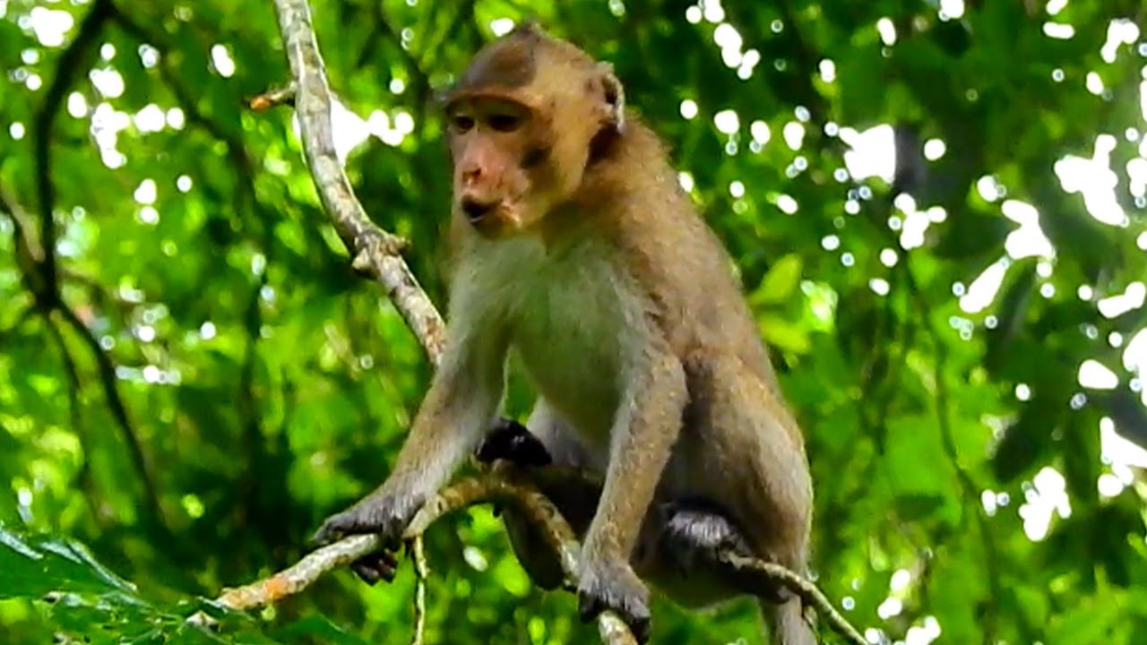 Breaking-Heart...Jody Monkey Crying So Upset By Self Why He Can`t To ...