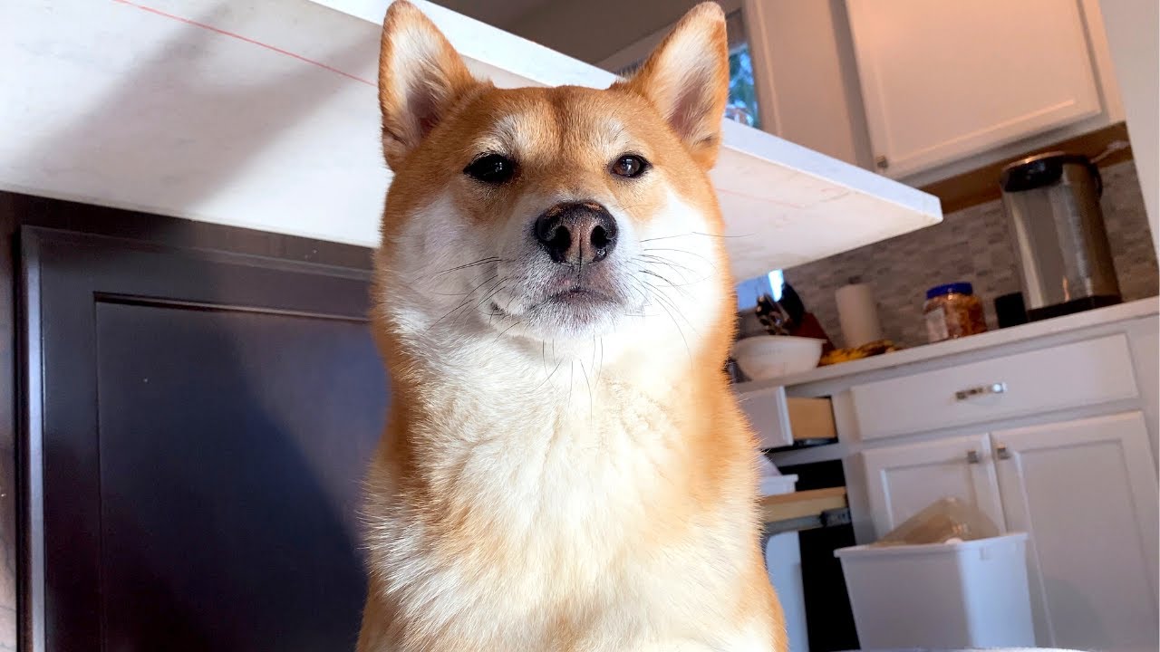 When Doggo Keeps Staring at You | Super Shiba - YouTube