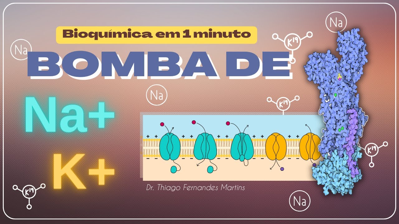 [ANIMAÇÃO pt] Bomba de Sódio e Potássio - YouTube